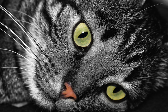 รูปภาพKatzengesicht – เลือกดูภาพถ่ายสต็อก เวกเตอร์ และวิดีโอ706 | Adobe ...