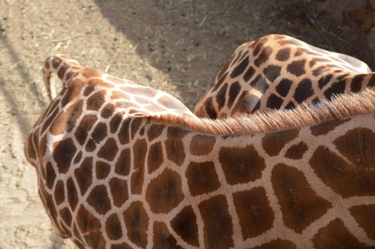 Imagens de Grafe – Explore Fotografias do Stock, Vetores e Vídeos de 4 ...