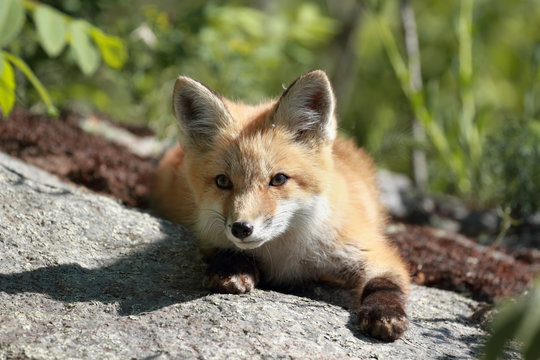 รูปภาพRenardeau – เลือกดูภาพถ่ายสต็อก เวกเตอร์ และวิดีโอ340 | Adobe Stock