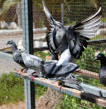 รูปภาพZuchttauben – เลือกดูภาพถ่ายสต็อก เวกเตอร์ และวิดีโอ154 | Adobe Stock