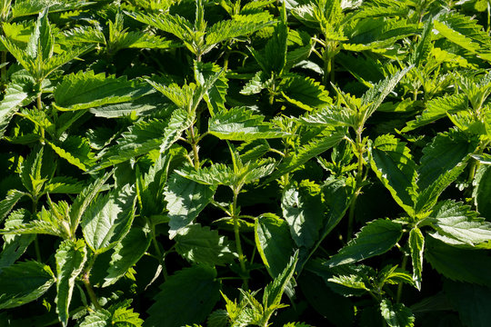 "Nettle Texture" Images – Browse 37 Stock Photos, Vectors, and Video ...