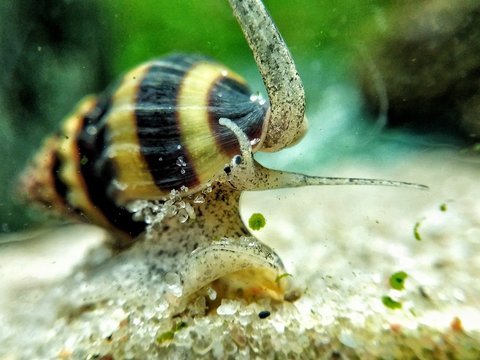 Univalve Bilder – Durchsuchen 68,662 Archivfotos, Vektorgrafiken und ...