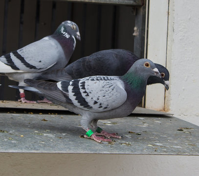 รูปภาพZuchttauben – เลือกดูภาพถ่ายสต็อก เวกเตอร์ และวิดีโอ170 | Adobe Stock