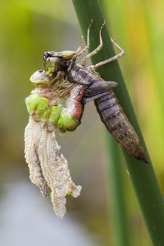 Dragonfly Emerging From Nymph