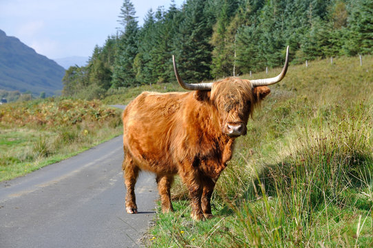 รูปภาพ"Scottish Cattle" – เลือกดูภาพถ่ายสต็อก เวกเตอร์ และวิดีโอ358 ...