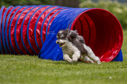 Toy-Pudel - Images et vidéos libres de droits | Adobe Stock