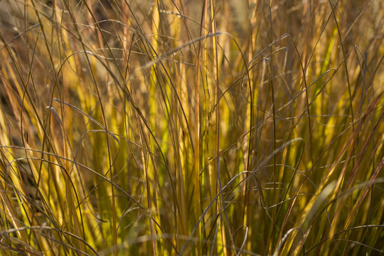 Feines Images – Browse 793 Stock Photos, Vectors, and Video | Adobe Stock