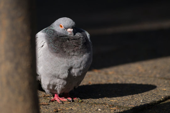 Zuchttauben Images – Parcourir 145 le catalogue de photos, vecteurs et ...