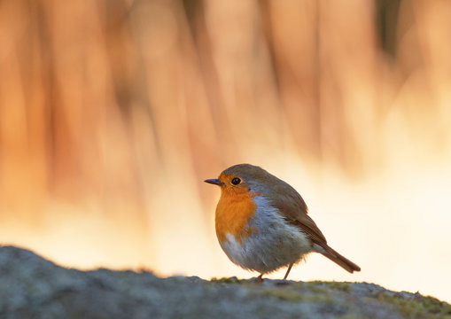 "Robin Bird" Images – Browse 1,643 Stock Photos, Vectors, and Video ...
