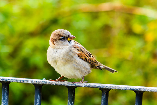 Spatz Images – Parcourir 14,341 le catalogue de photos, vecteurs et ...