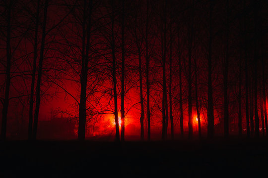 Creepy Red Forest Wallpaper