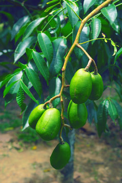 "Spondias Pinnata" Images – Browse 97 Stock Photos, Vectors, and Video ...