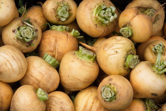 Alito Images – Browse 207 Stock Photos, Vectors, and Video | Adobe Stock