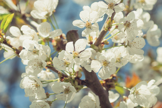 รูปภาพ"Fleurs Blanches" – เลือกดูภาพถ่ายสต็อก เวกเตอร์ และวิดีโอ1,379 ...