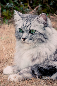 รูปภาพRonronne – เลือกดูภาพถ่ายสต็อก เวกเตอร์ และวิดีโอ108 | Adobe Stock