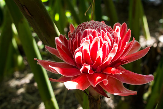 Dahla Images – Browse 55 Stock Photos, Vectors, and Video | Adobe Stock