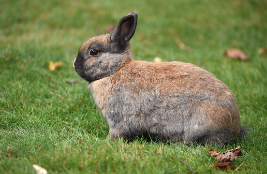 Hasenausstellung Images – Browse 3 Stock Photos, Vectors, and Video ...