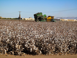 Search photos cottonfield