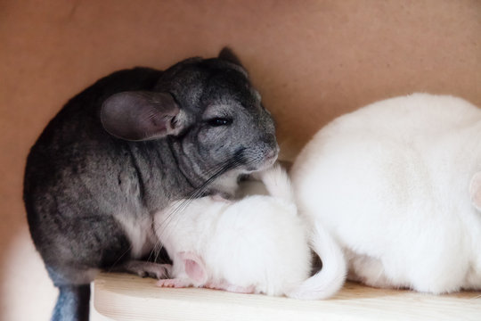 Do Chinchillas Like To Cuddle