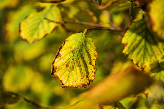 「Haselnussblatt」の画像 - 100 件の Stock 写真、ベクターおよびビデオ | Adobe Stock