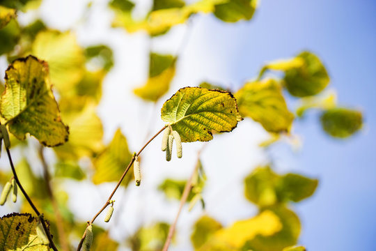Haselnussblatt bilder – Bläddra bland 101 stockfoton, vektorer och ...