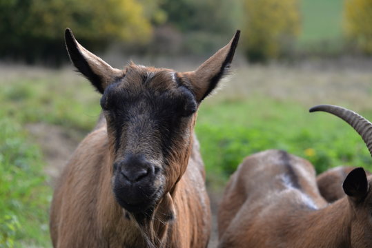 Biquette Bilder – Durchsuchen 506 Archivfotos, Vektorgrafiken und ...