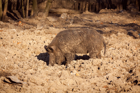 Musk-Hog-Bilder: Stock-Fotos & -Videos. | Adobe Stock