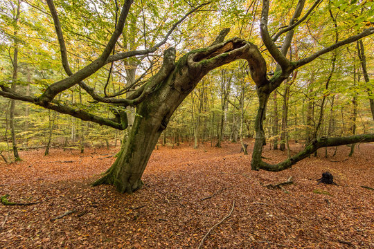 Eichenwald bilder – Bläddra bland 1,102 stockfoton, vektorer och videor ...