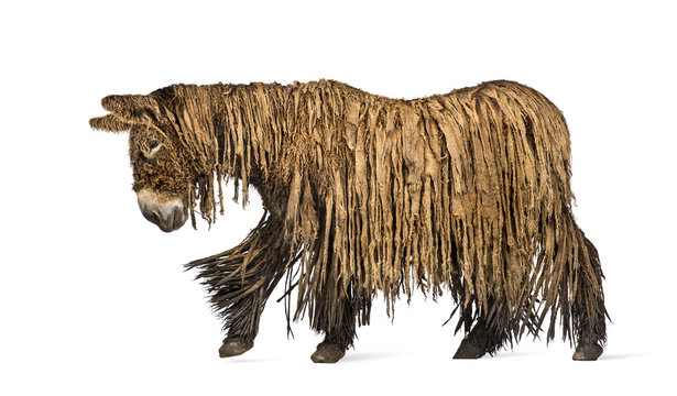 รูปภาพ"Baudet Du Poitou" – เลือกดูภาพถ่ายสต็อก เวกเตอร์ และวิดีโอ649 ...