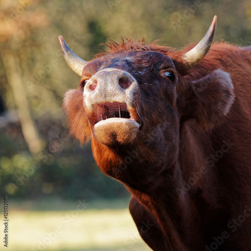 "vache qui meugle" photo libre de droits sur la banque d'images Fotolia ...