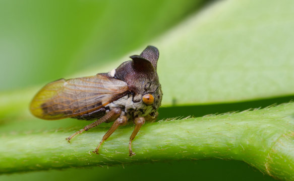Treehopper bilder – Bläddra bland 1,120 stockfoton, vektorer och videor ...