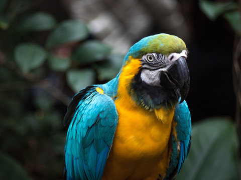 รูปภาพParot – เลือกดูภาพถ่ายสต็อก เวกเตอร์ และวิดีโอ553 | Adobe Stock