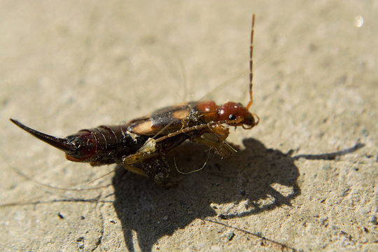 รูปภาพDermaptera – เลือกดูภาพถ่ายสต็อก เวกเตอร์ และวิดีโอ2,314 | Adobe ...