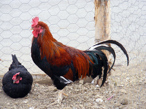 Horoz-Bilder: Stock-Fotos & -Videos. | Adobe Stock