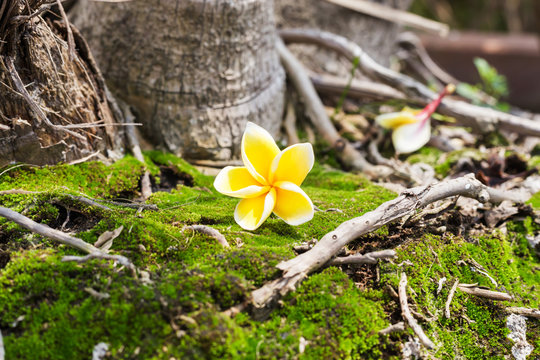รูปภาพTemple-Tree – เลือกดูภาพถ่ายสต็อก เวกเตอร์ และวิดีโอ182 | Adobe Stock
