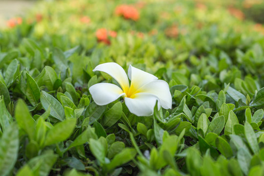 รูปภาพTemple-Tree – เลือกดูภาพถ่ายสต็อก เวกเตอร์ และวิดีโอ186 | Adobe Stock