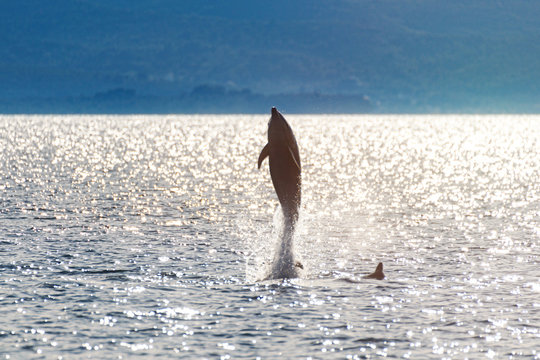 รูปภาพDoplhin – เลือกดูภาพถ่ายสต็อก เวกเตอร์ และวิดีโอ95 | Adobe Stock