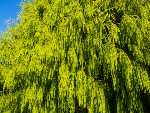 Rimu Images – Browse 610 Stock Photos, Vectors, and Video | Adobe Stock