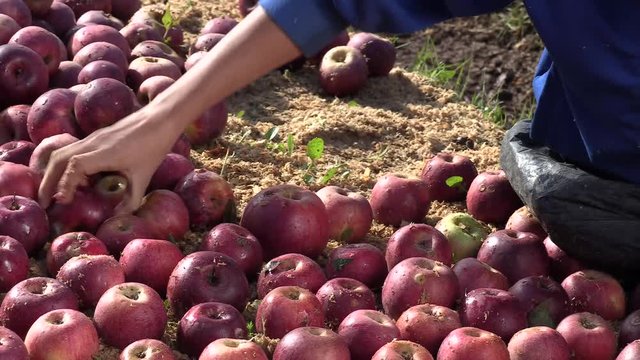 Annurca Images – Browse 172 Stock Photos, Vectors, and Video | Adobe Stock