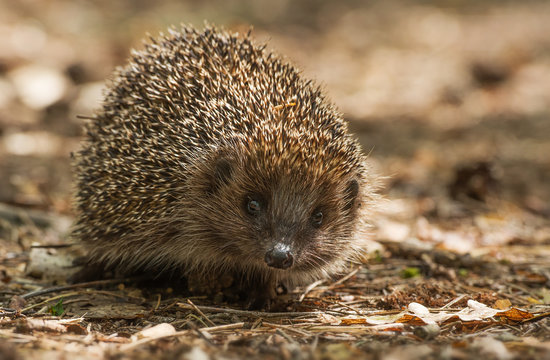 Igels Bilder – Durchsuchen 97,304 Archivfotos, Vektorgrafiken und ...