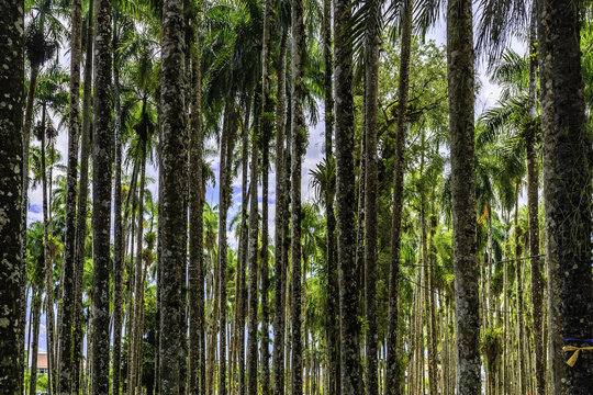 Palmentuin Images – Browse 28 Stock Photos, Vectors, and Video | Adobe ...