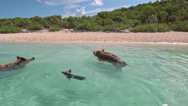 Pigs In Bahamas Images – Browse 1,160 Stock Photos, Vectors, and Video ...