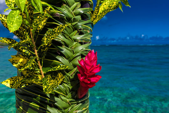 Samoan National Flower Teuila | Best Flower Site