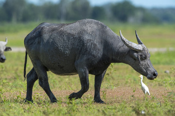 Carabao photos, royalty-free images, graphics, vectors & videos | Adobe ...