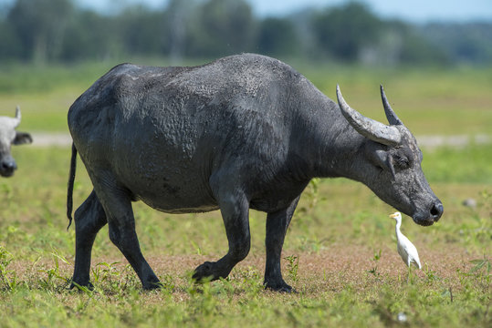 「Carabao」の画像 - 2,638 件の Stock 写真、ベクターおよびビデオ | Adobe Stock