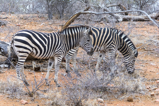 「Zeebra」の画像 - 75 件の Stock 写真、ベクターおよびビデオ | Adobe Stock