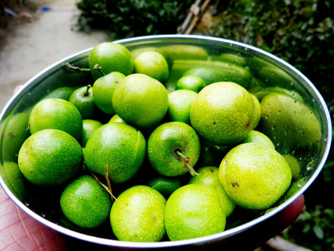 "Indian Plum" Images – Browse 287 Stock Photos, Vectors, and Video ...