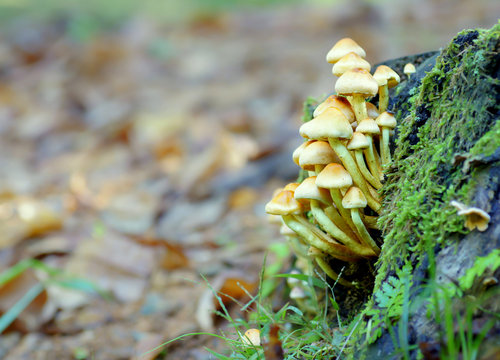 รูปภาพPioppini – เลือกดูภาพถ่ายสต็อก เวกเตอร์ และวิดีโอ503 | Adobe Stock