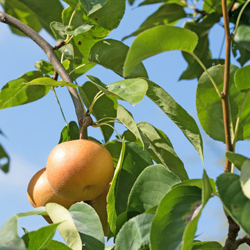 Bapfel Bilder – Durchsuchen 25 Archivfotos, Vektorgrafiken und Videos ...