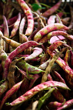 รูปภาพBacello – เลือกดูภาพถ่ายสต็อก เวกเตอร์ และวิดีโอ249 | Adobe Stock